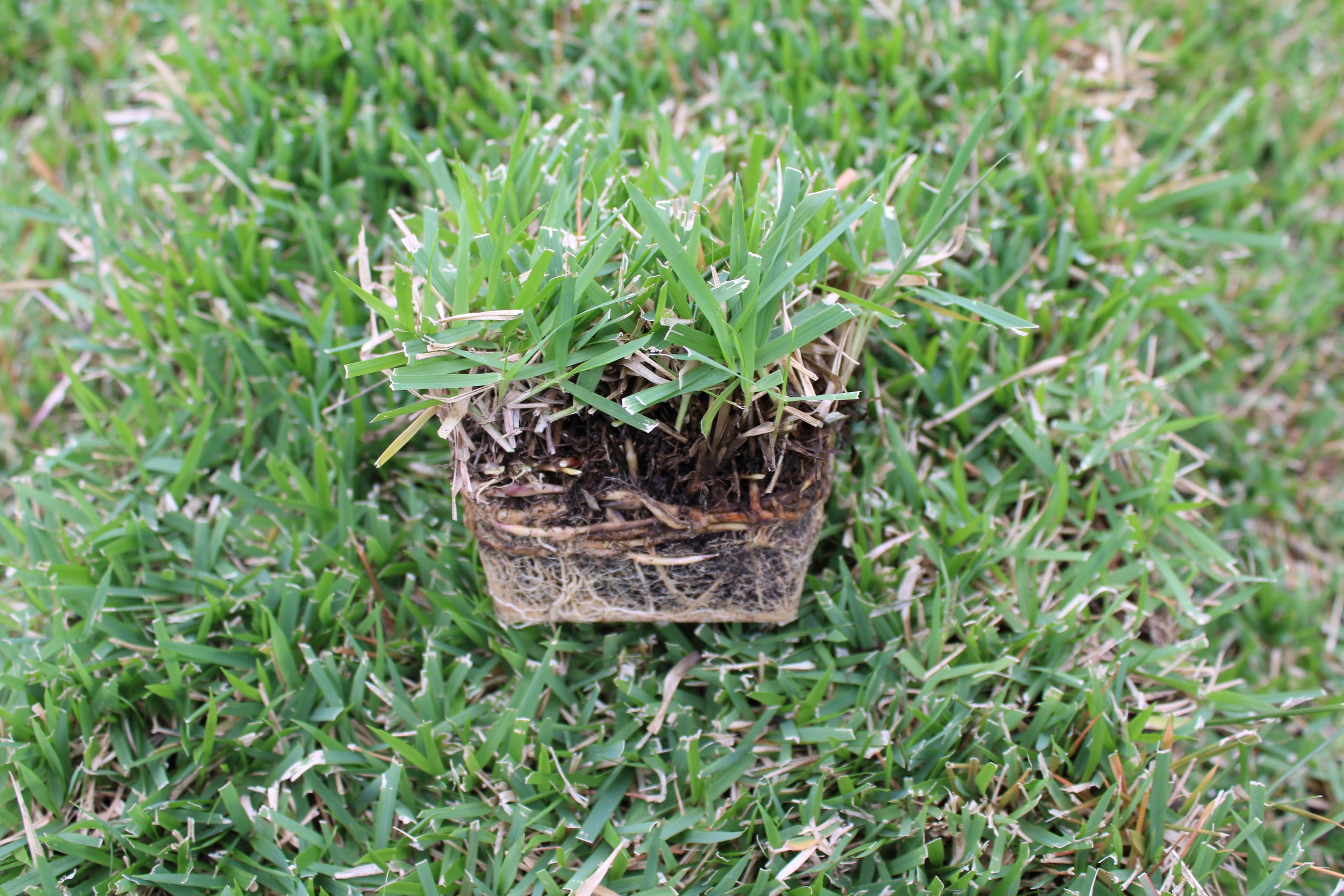 El Toro Zoysia Sod Plug